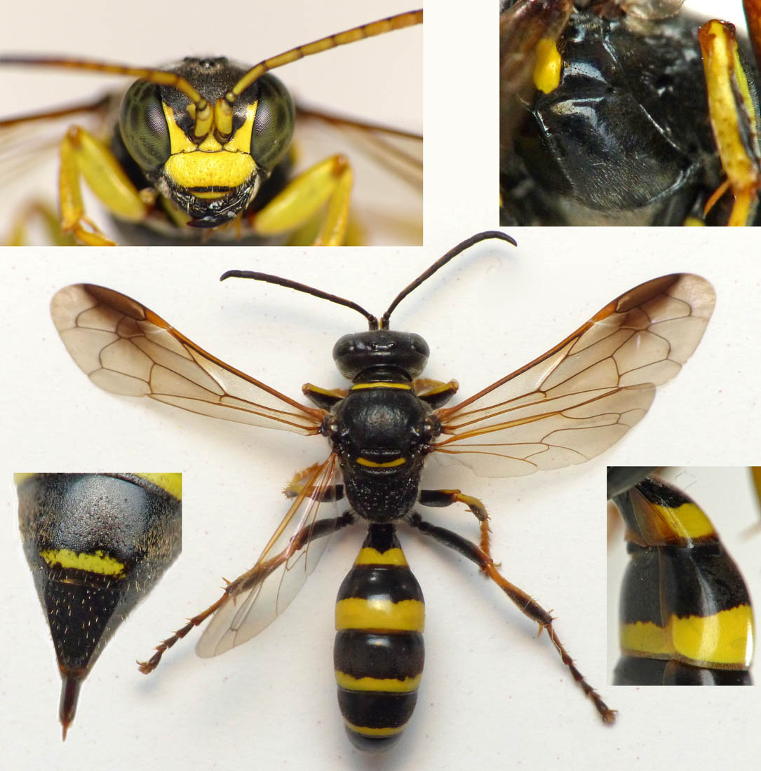 Réf. 206925 — INSECTA > Hymenoptera > Bembicidae > Gorytes laticinctus ...