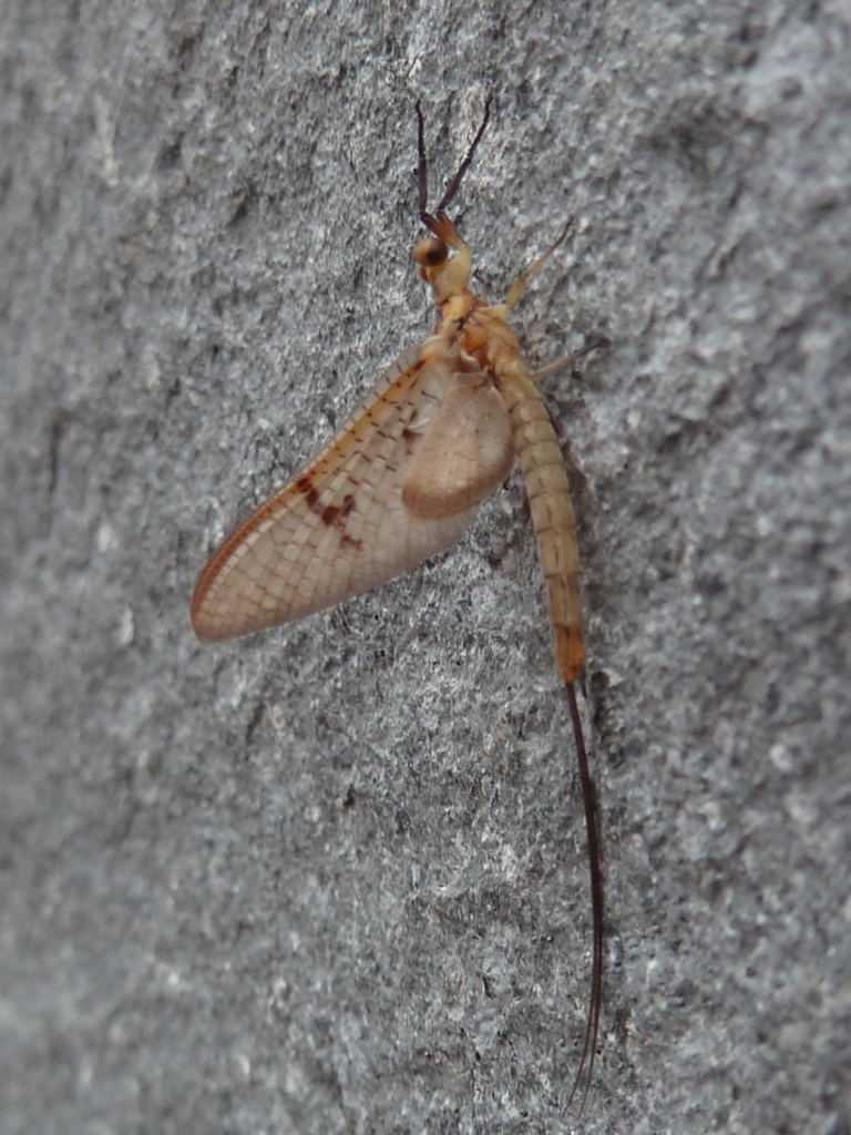 Réf. 207880 — INSECTA > Ephemeroptera > Ephemeridae > Ephemera sp ...