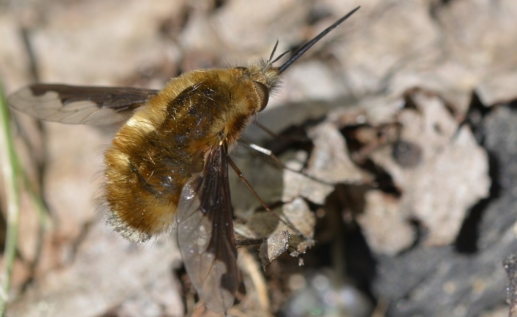 Réf. 208912 — INSECTA > Diptera > Bombyliidae > Bombylius (Bombylius ...
