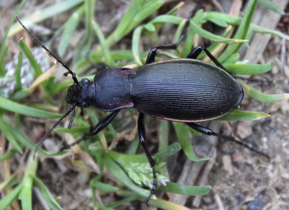 Réf. 208901 — INSECTA > Coleoptera > Carabidae > Carabus (Megodontus ...
