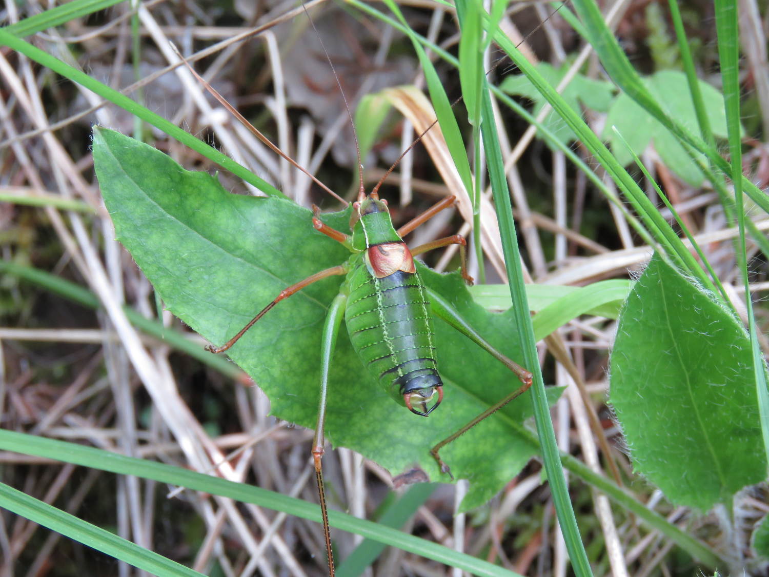 Réf. 208511 — INSECTA > Orthoptera > Phaneropteridae > Barbitistes ...