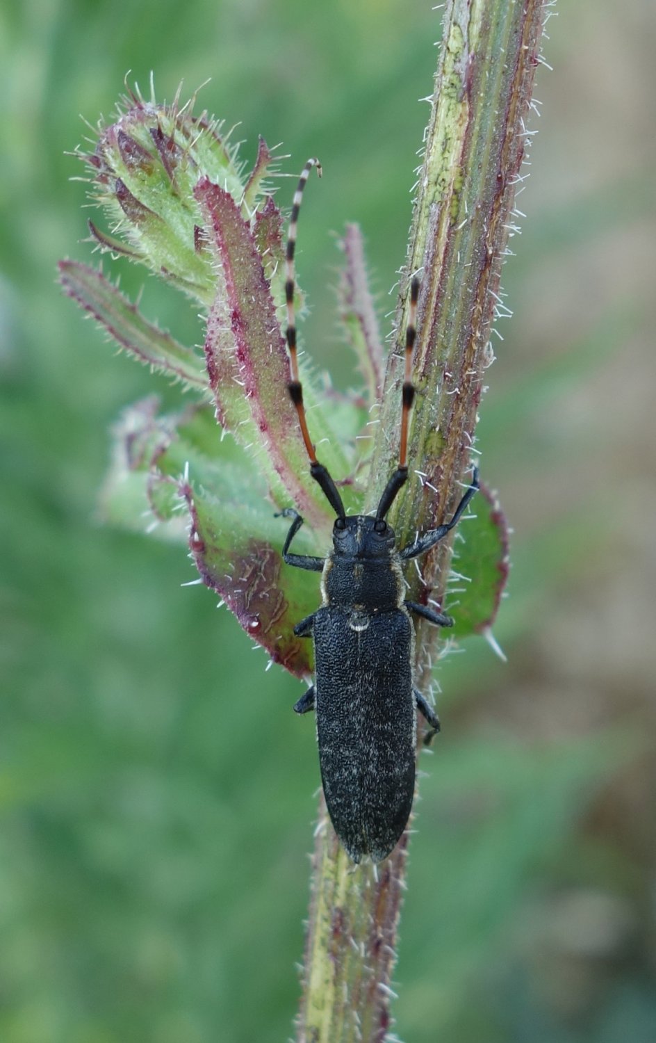 Réf. 209437 — INSECTA > Coleoptera > Cerambycidae > Agapanthia ...