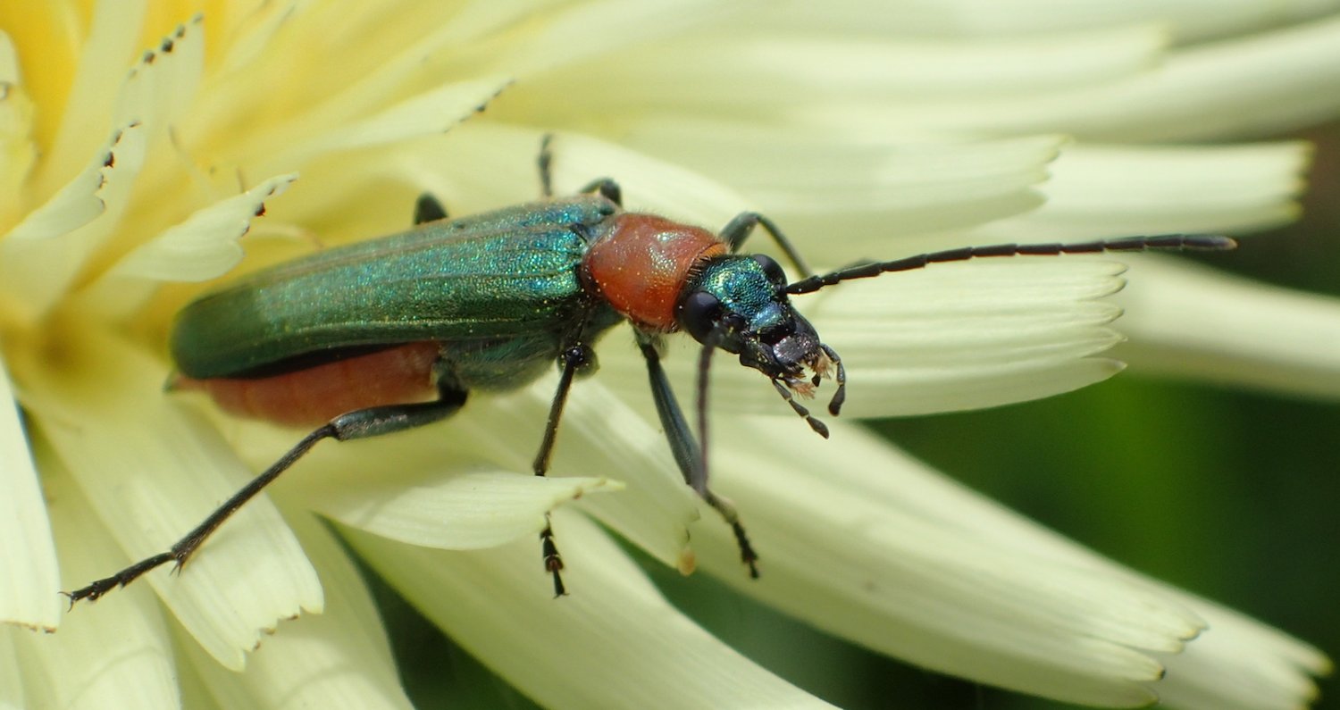 Réf. 209229 — INSECTA > Coleoptera > Oedemeridae > Anogcodes seladonius ...