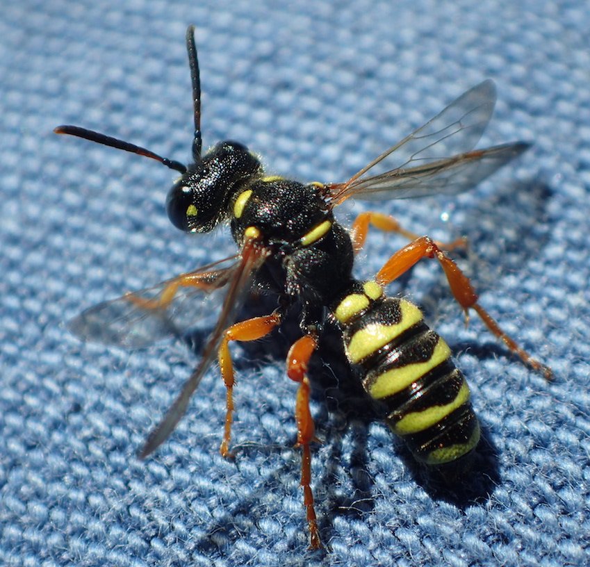 Réf. 209488 — INSECTA > Hymenoptera > Philanthidae > Cerceris ...