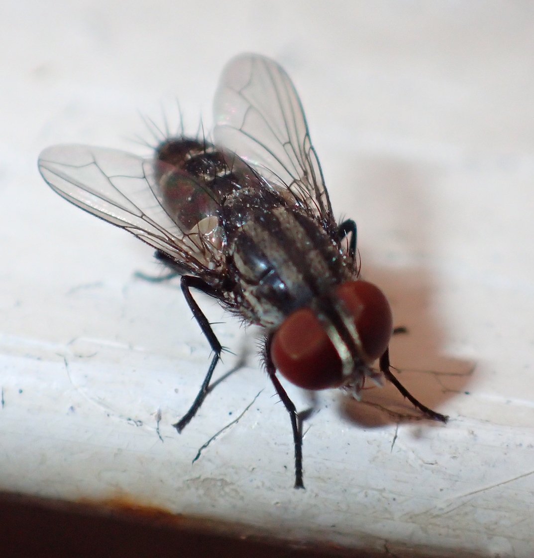 Réf. 209027 — INSECTA > Diptera > Sarcophagidae > Amobia signata - www ...