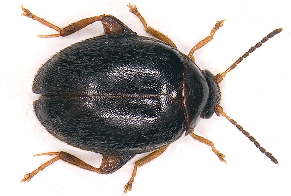 Réf. 21801 — INSECTA > Coleoptera > Scirtidae > Scirtes hemisphaericus ...