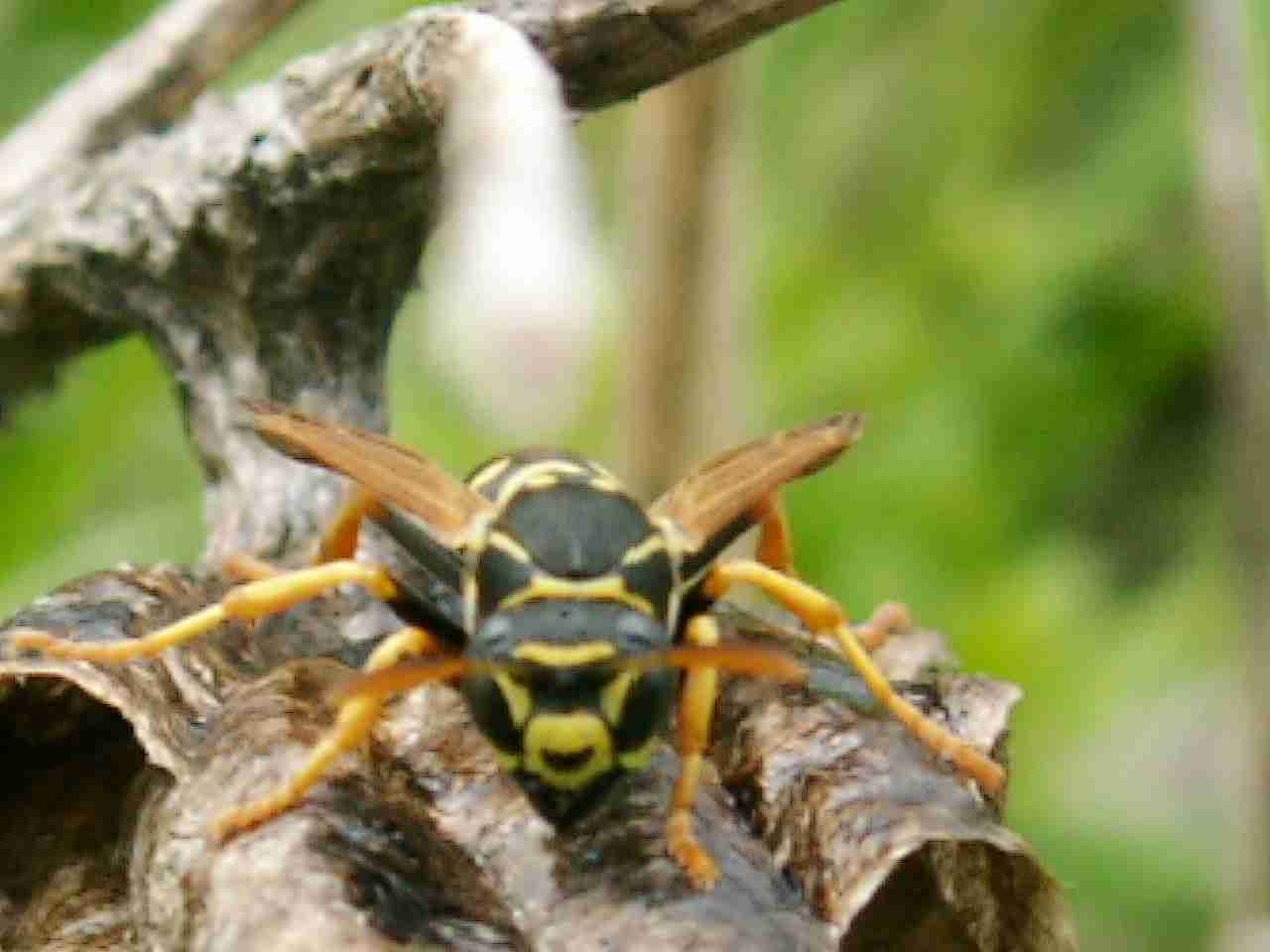 Réf. 21035 — INSECTA > Hymenoptera > Vespidae > Polistes (Polistes ...