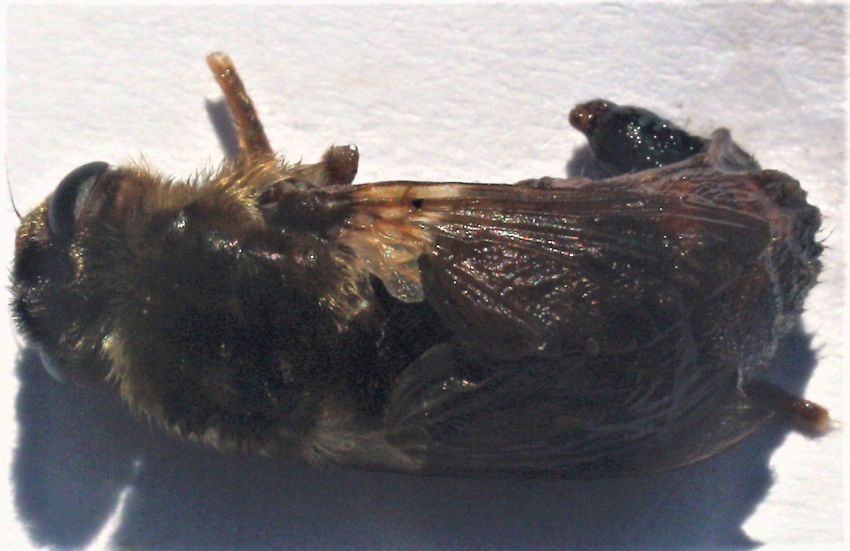 Réf. 210546 — INSECTA > Diptera > Oestridae > Gasterophilus ...