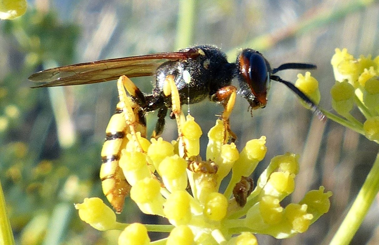 Réf. 210717 — INSECTA > Hymenoptera > Philanthidae > Philanthus ...