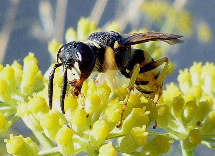 Réf. 210718 — INSECTA > Hymenoptera > Philanthidae > Philanthus ...