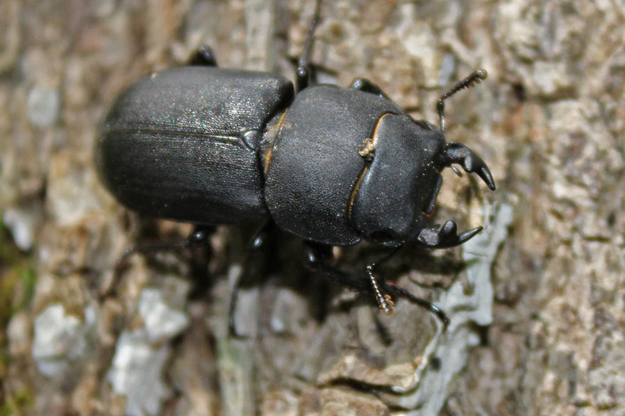 Réf. 210320 — INSECTA > Coleoptera > Lucanidae > Dorcus (Dorcus ...