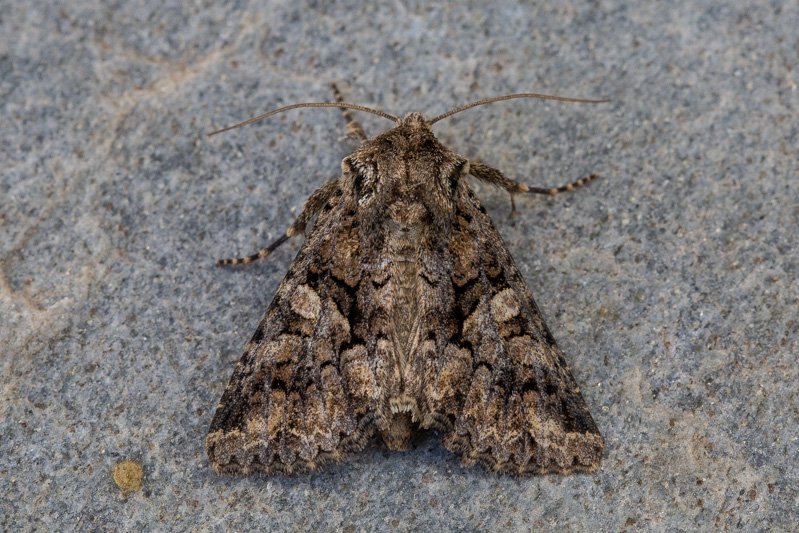 Réf. 211391 — INSECTA > Lepidoptera > Noctuidae > Hadena (Anepia ...