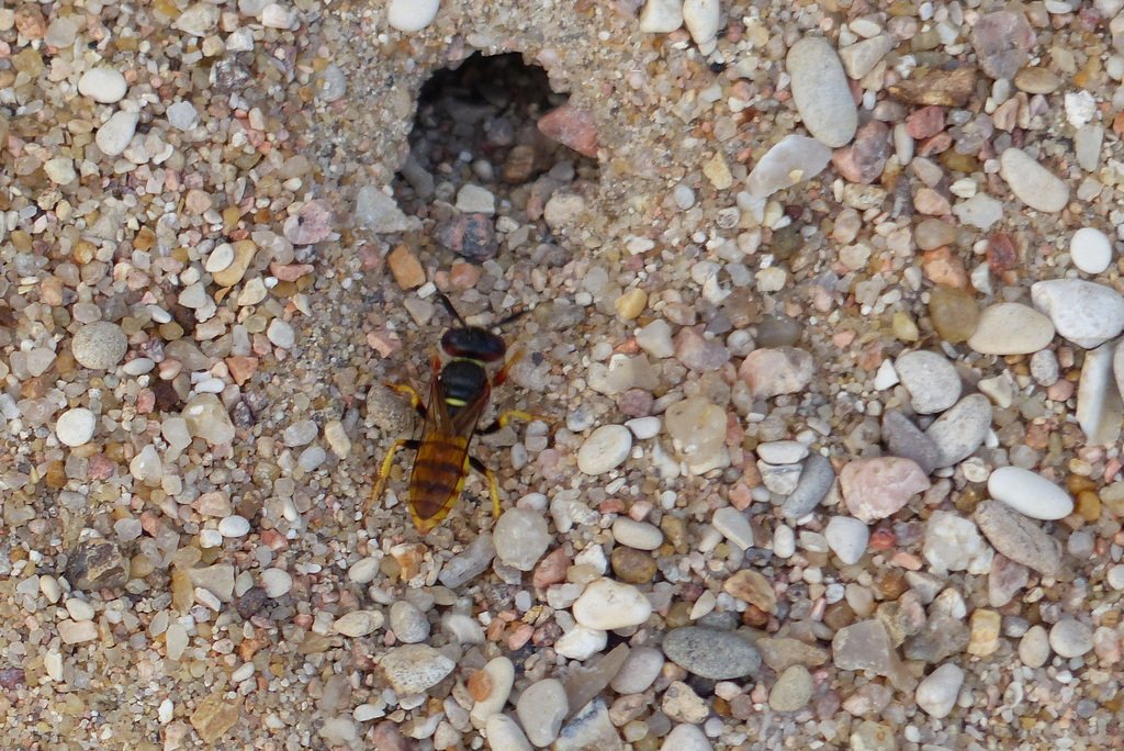 Réf. 211038 — INSECTA > Hymenoptera > Philanthidae > Philanthus ...