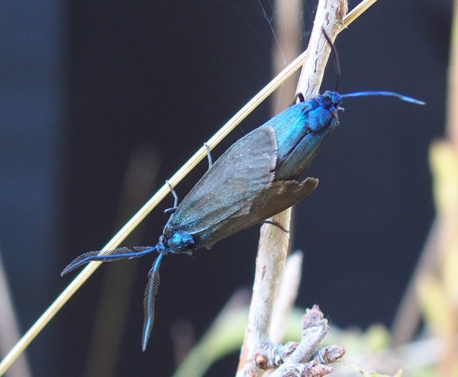 Réf. 211252 — INSECTA > Lepidoptera > Zygaenidae > Rhagades (Rhagades ...