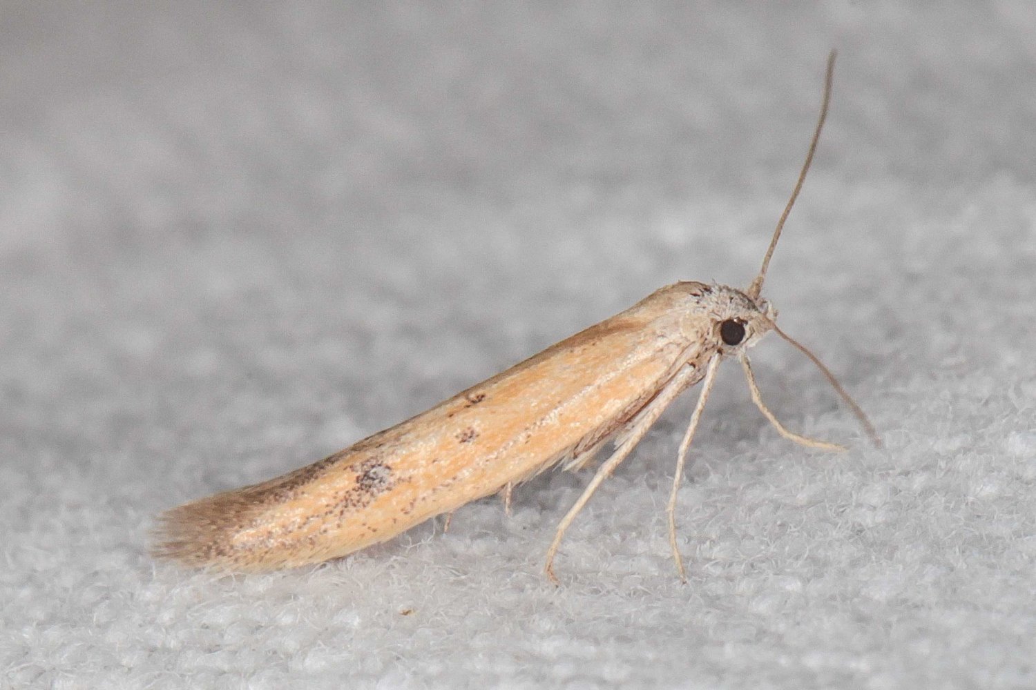 Réf. 212863 — INSECTA > Lepidoptera > Gelechiidae > Epidola stigma ...