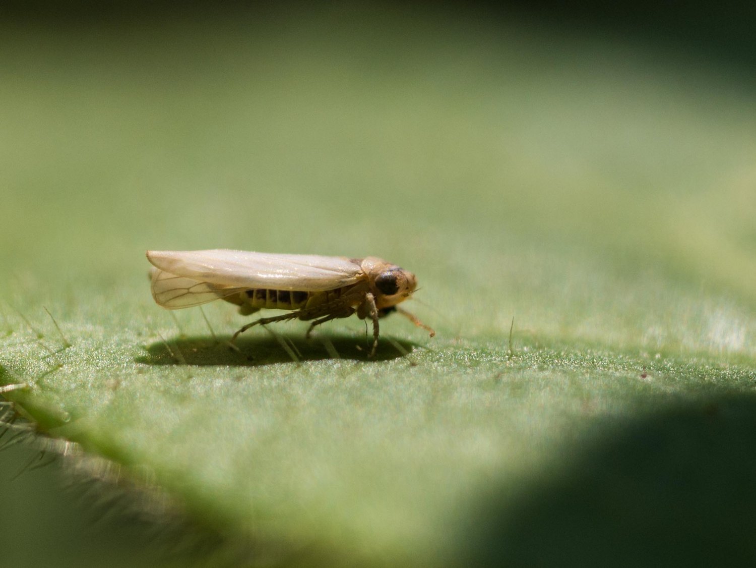 Can we identify this French Cicadellidae? : r/Entomology