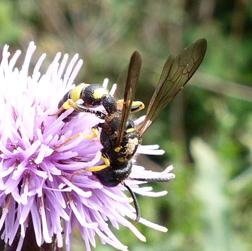 Réf. 213632 — INSECTA > Hymenoptera > Philanthidae > Cerceris rybyensis ...