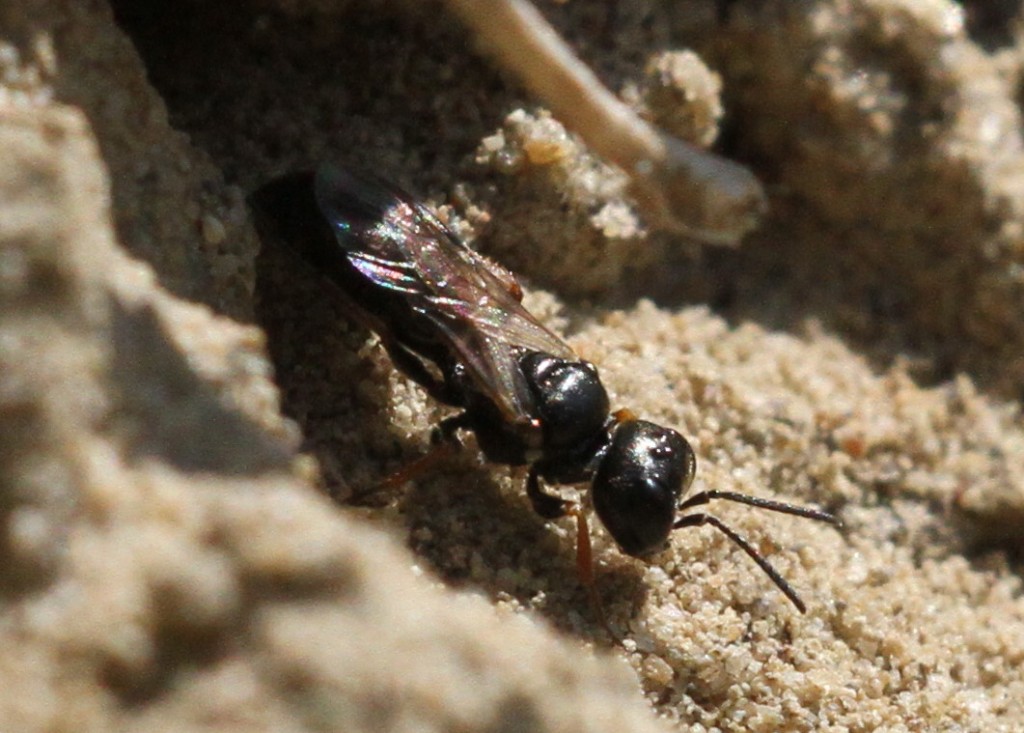 Réf. 213679 — INSECTA > Hymenoptera > Pemphredonidae > Diodontus sp ...