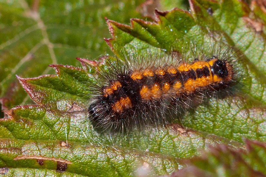 Réf. 214099 — INSECTA > Lepidoptera > Noctuidae > Acronicta (Viminia ...