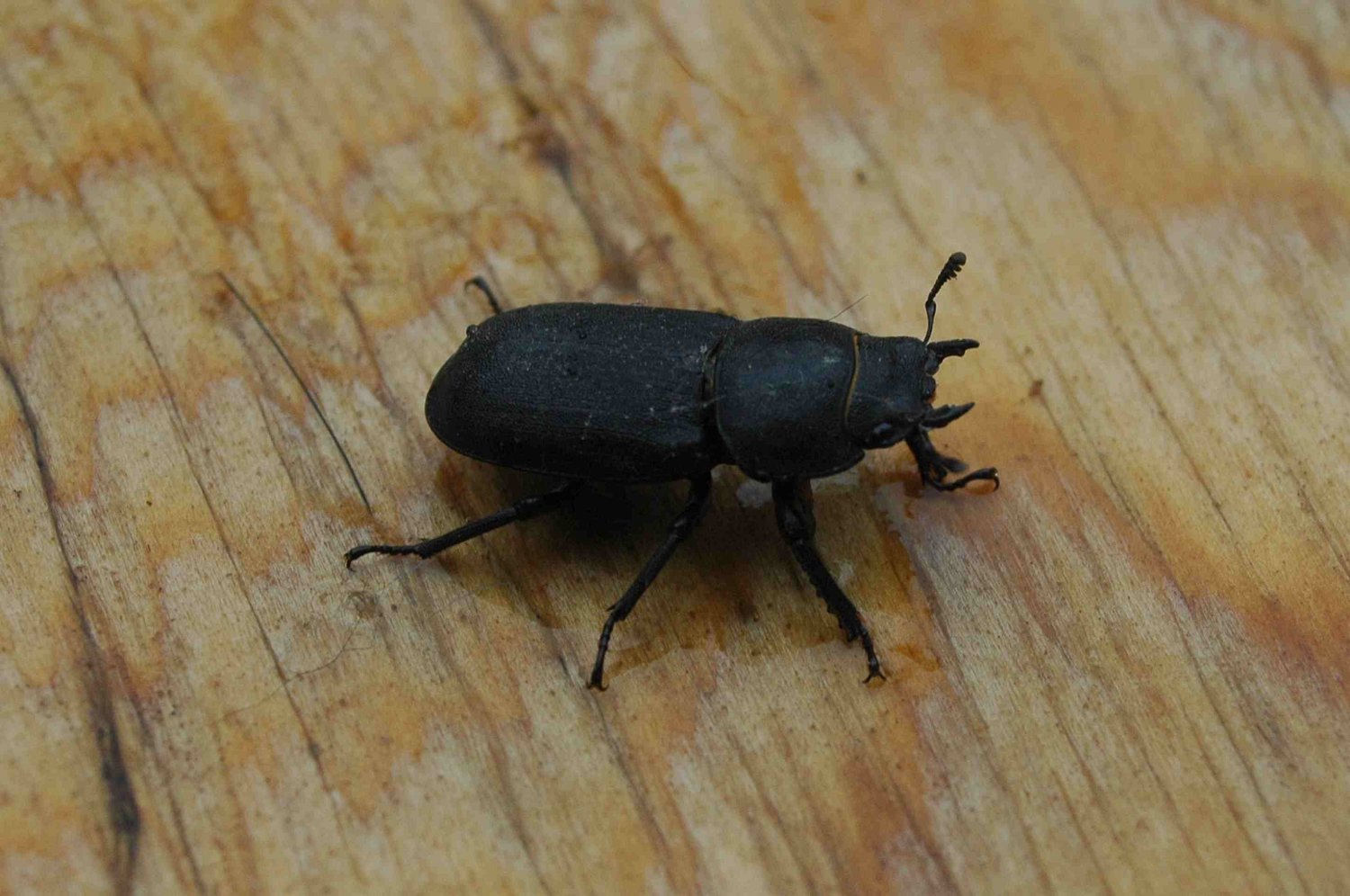 Réf. 214180 — INSECTA > Coleoptera > Lucanidae > Dorcus (Dorcus ...