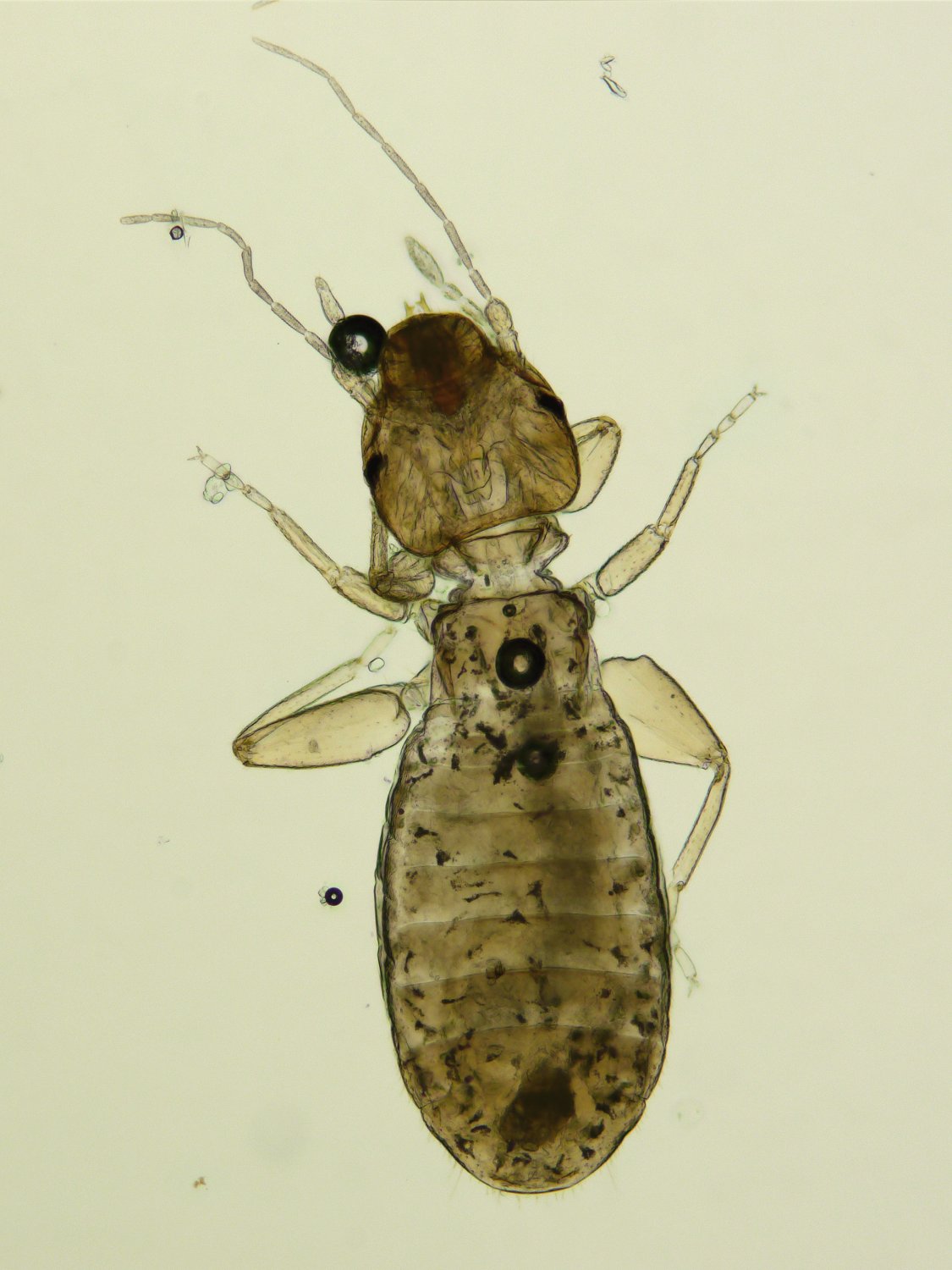 Liposcelis sp. (Insecta, Psocodea, Liposcelididae) - www.galerie ...