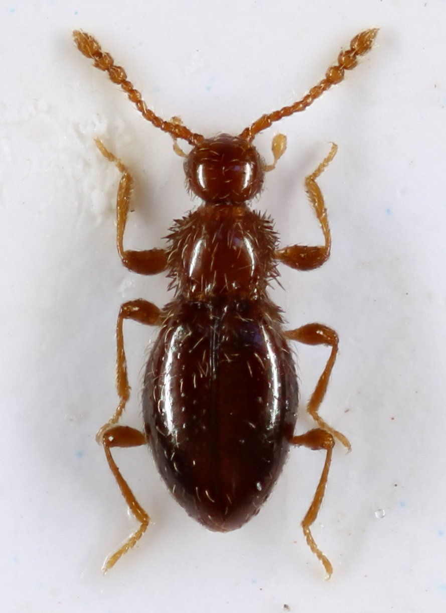 Réf. 214546 — INSECTA > Coleoptera > Staphylinidae > Euconnus ...