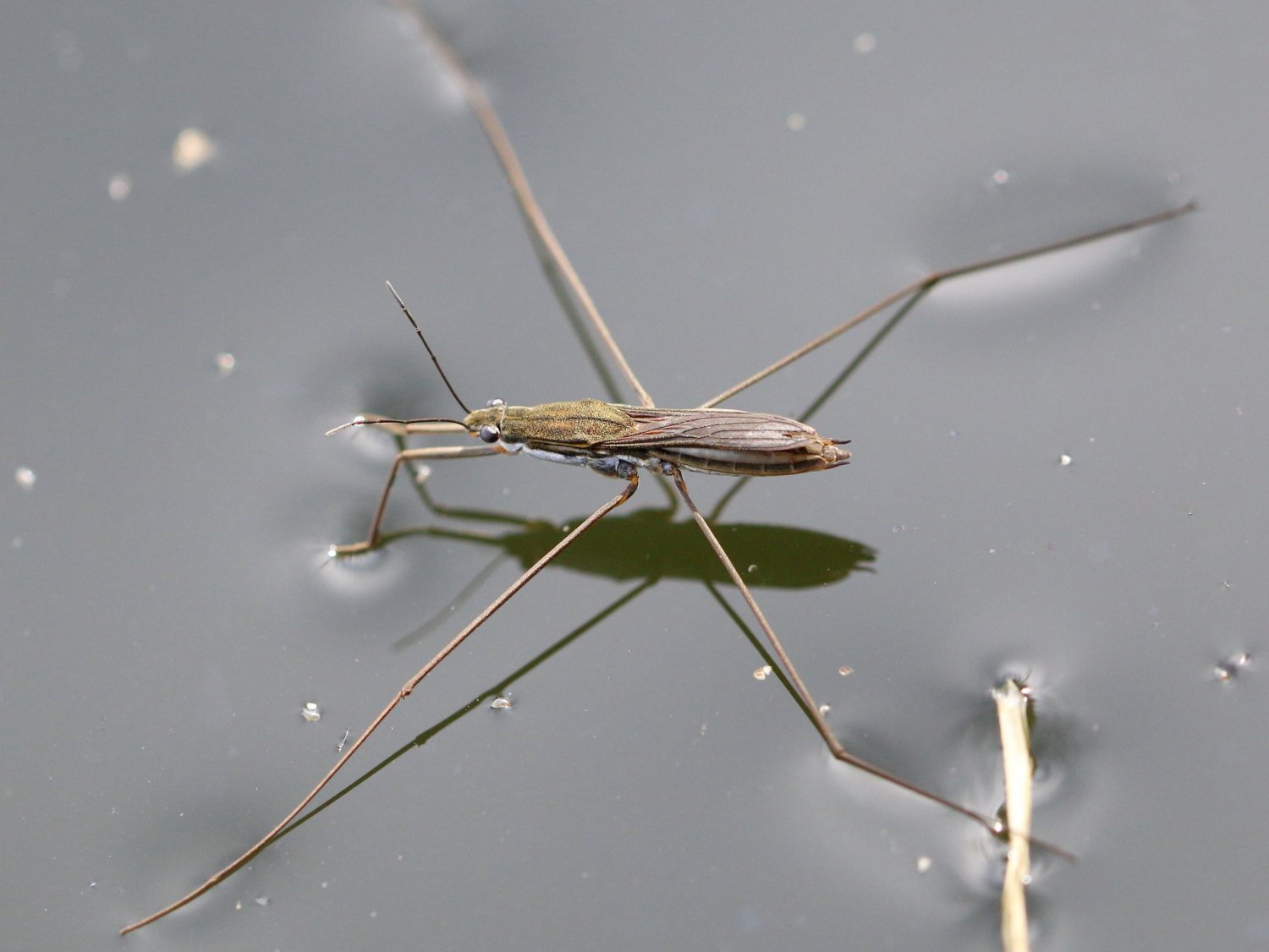 Réf. 215383 — INSECTA > Heteroptera > Gerridae > Aquarius paludum - www ...