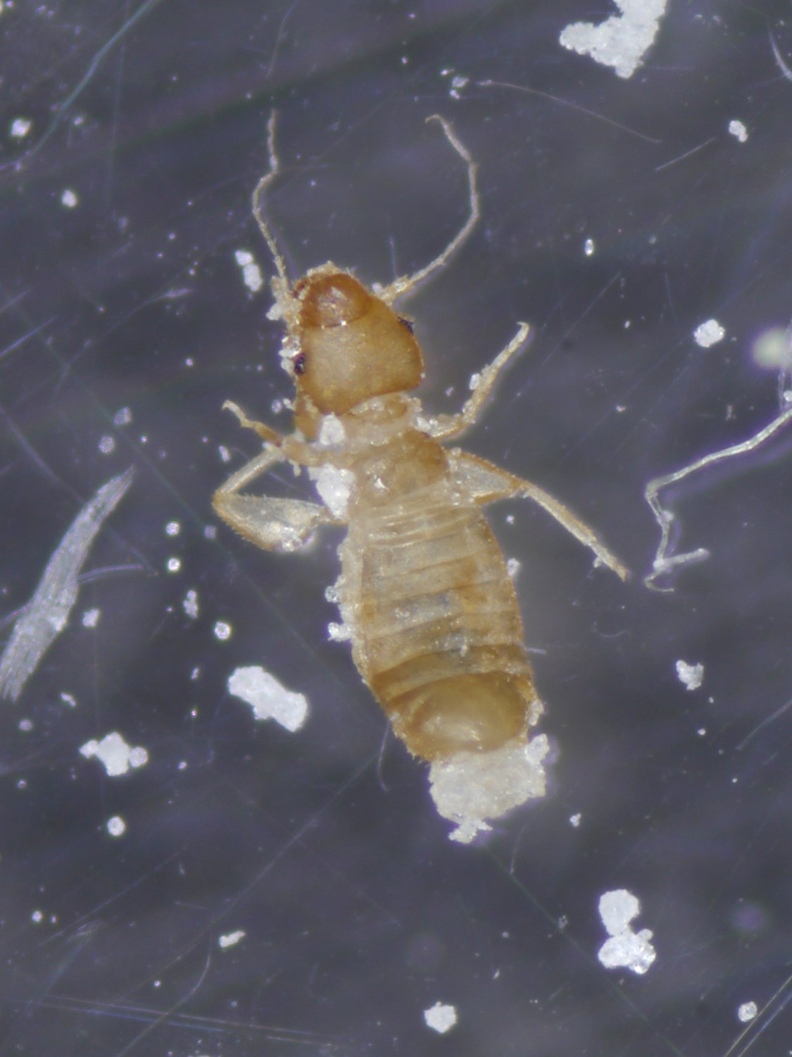 Réf. 215125 — INSECTA > Psocoptera > Liposcelididae > Liposcelis sp ...