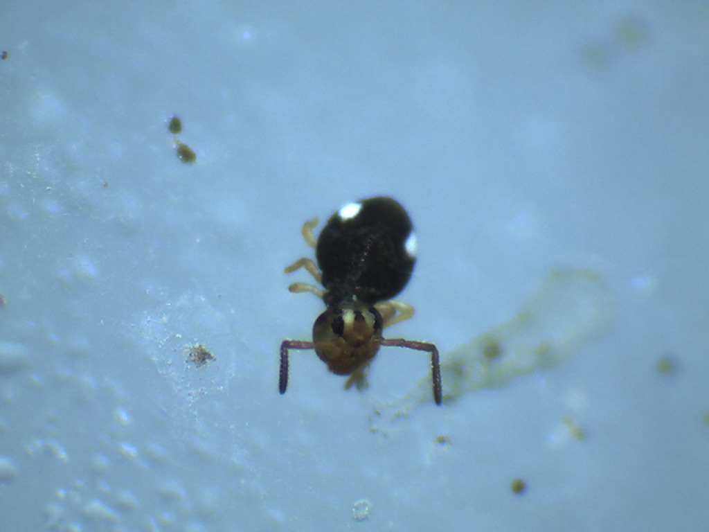 Réf. 216334 — ENTOGNATHA > Collembola > Katiannidae > Sminthurinus sp ...