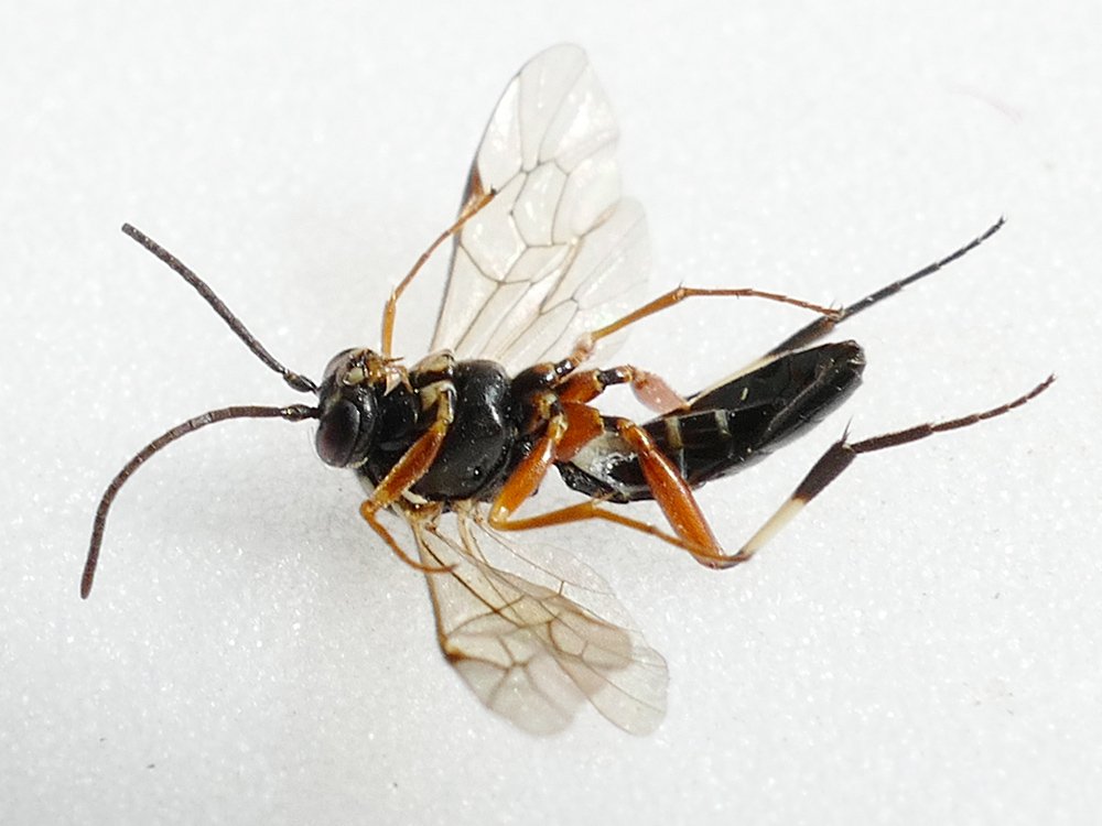 Réf. 216968 — INSECTA > Hymenoptera > Ichneumonidae > Diplazon ...