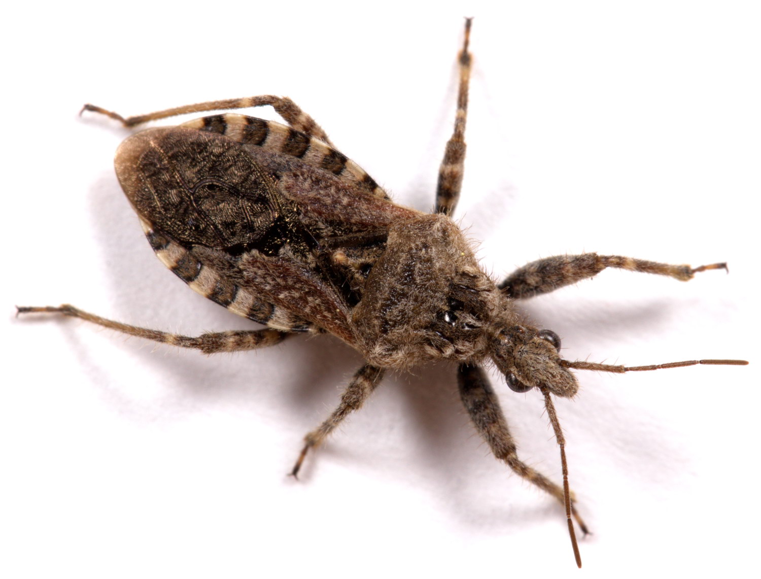 Réf. 217179 — INSECTA > Heteroptera > Reduviidae > Coranus (Coranus ...