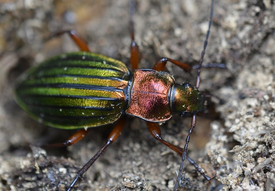 Réf. 217675 — INSECTA > Coleoptera > Carabidae > Carabus (Chrysocarabus ...