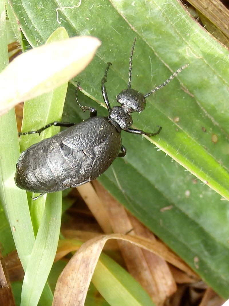 Réf. 217946 — INSECTA > Coleoptera > Meloidae > Meloe (Eurymeloe ...