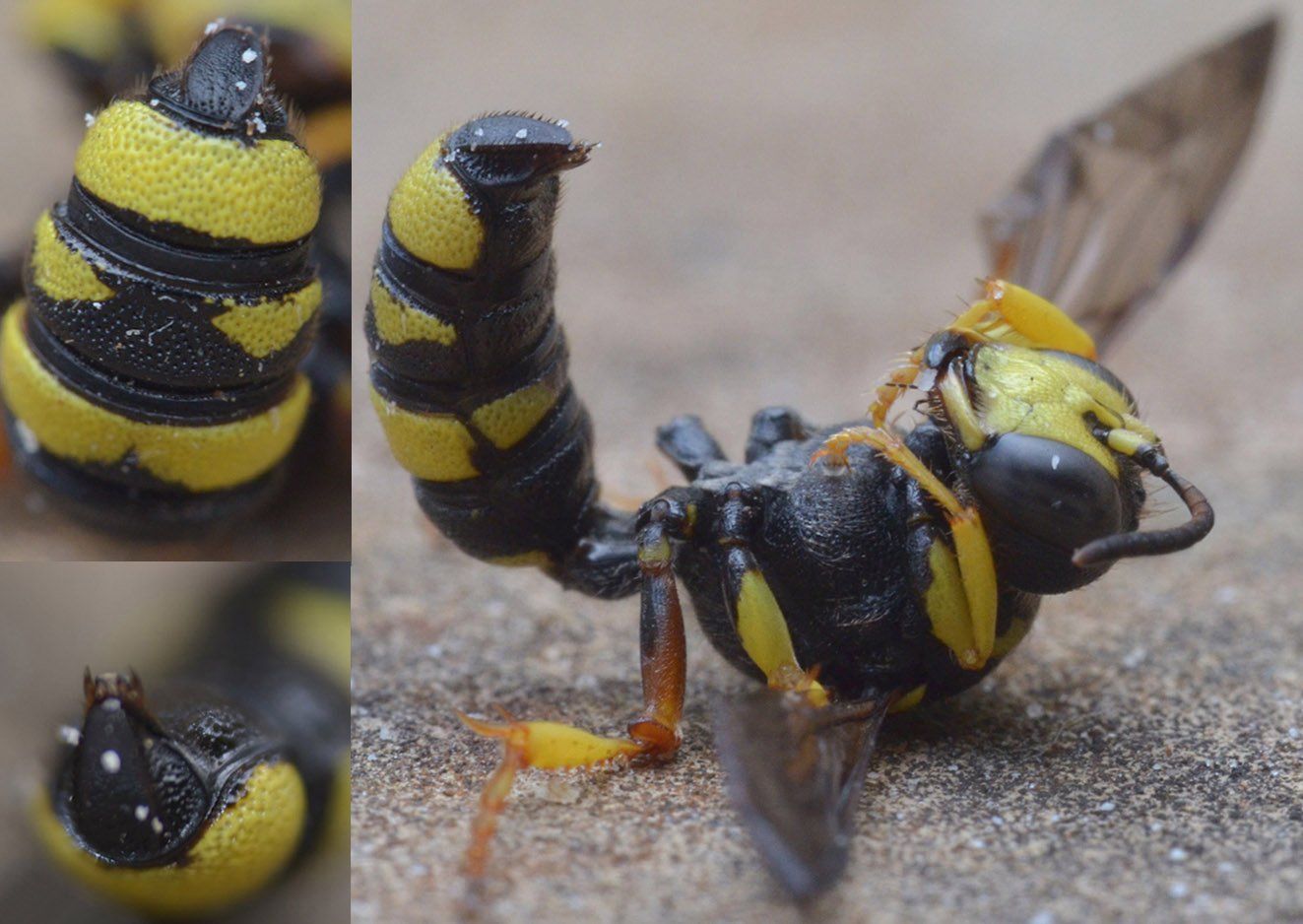 Réf. 218261 — INSECTA > Hymenoptera > Philanthidae > Cerceris rybyensis ...