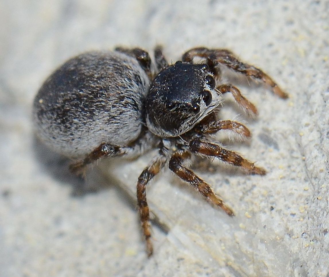 Réf. 218983 — ARACHNIDA > Araneae > Salticidae > Attulus distinguendus ...