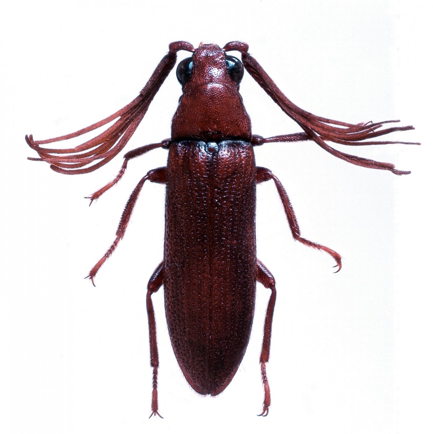 Réf. 218475 — INSECTA > Coleoptera > Callirhipidae > Ennometes cribrata ...