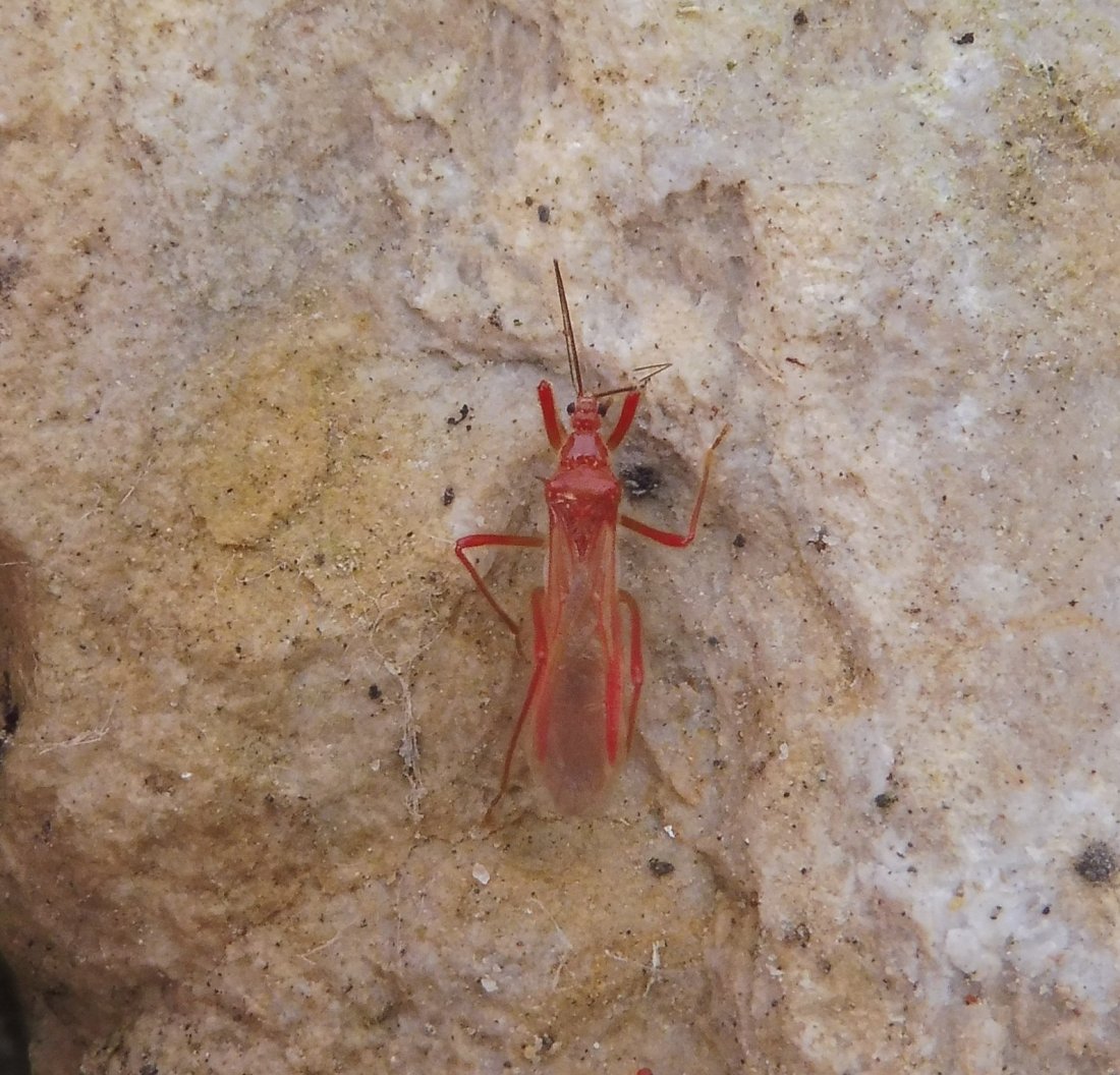 Réf. 218532 — INSECTA > Heteroptera > Reduviidae > Polytoxus sanguineus ...