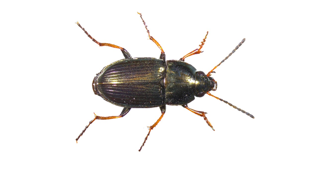 Réf. 219077 — INSECTA > Coleoptera > Carabidae > Amara (Zezea) plebeja ...