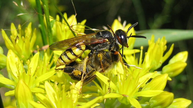 Réf. 22129 — INSECTA > Hymenoptera > Philanthidae > Philanthus ...