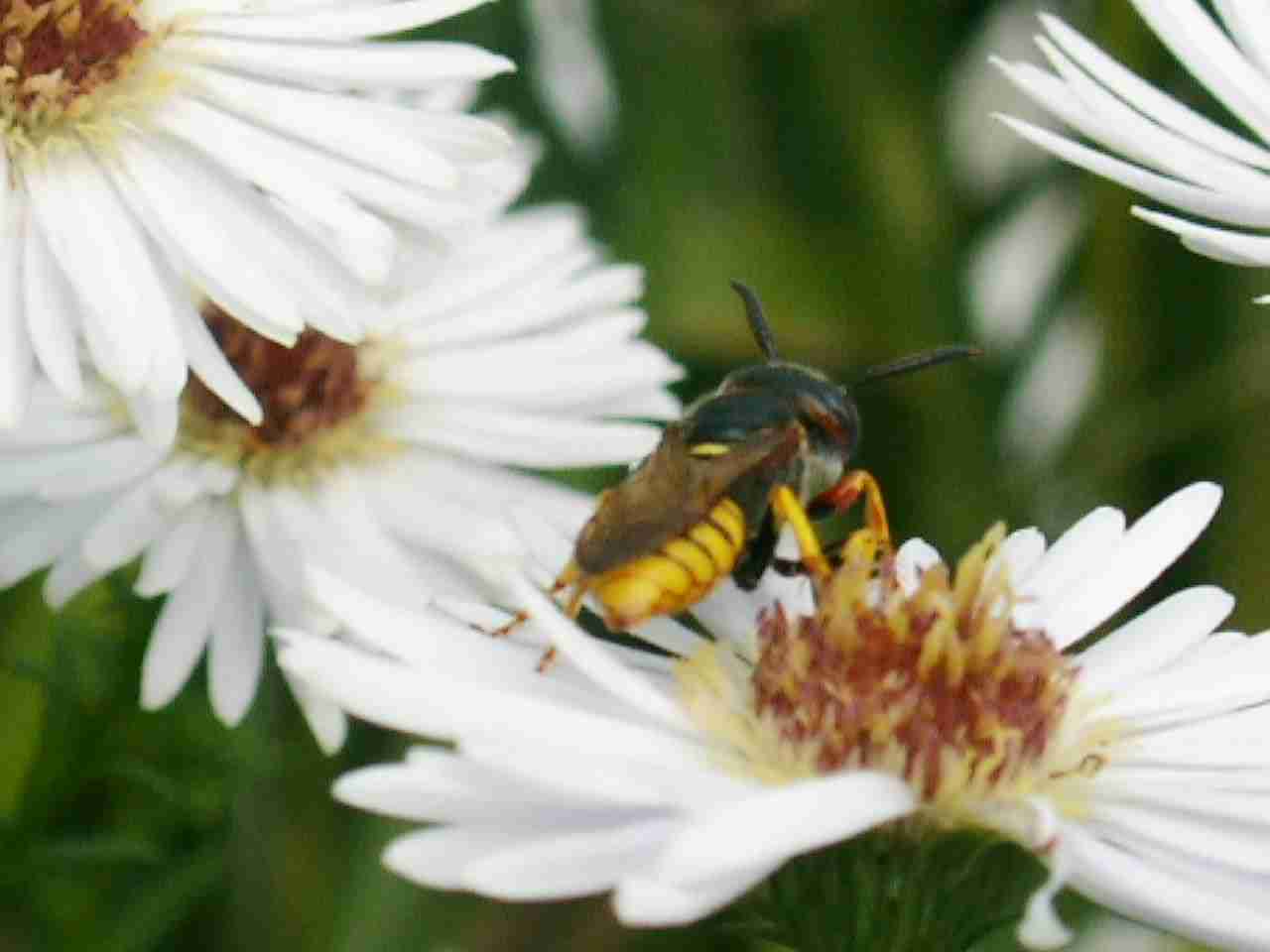 Réf. 22174 — INSECTA > Hymenoptera > Philanthidae > Philanthus ...