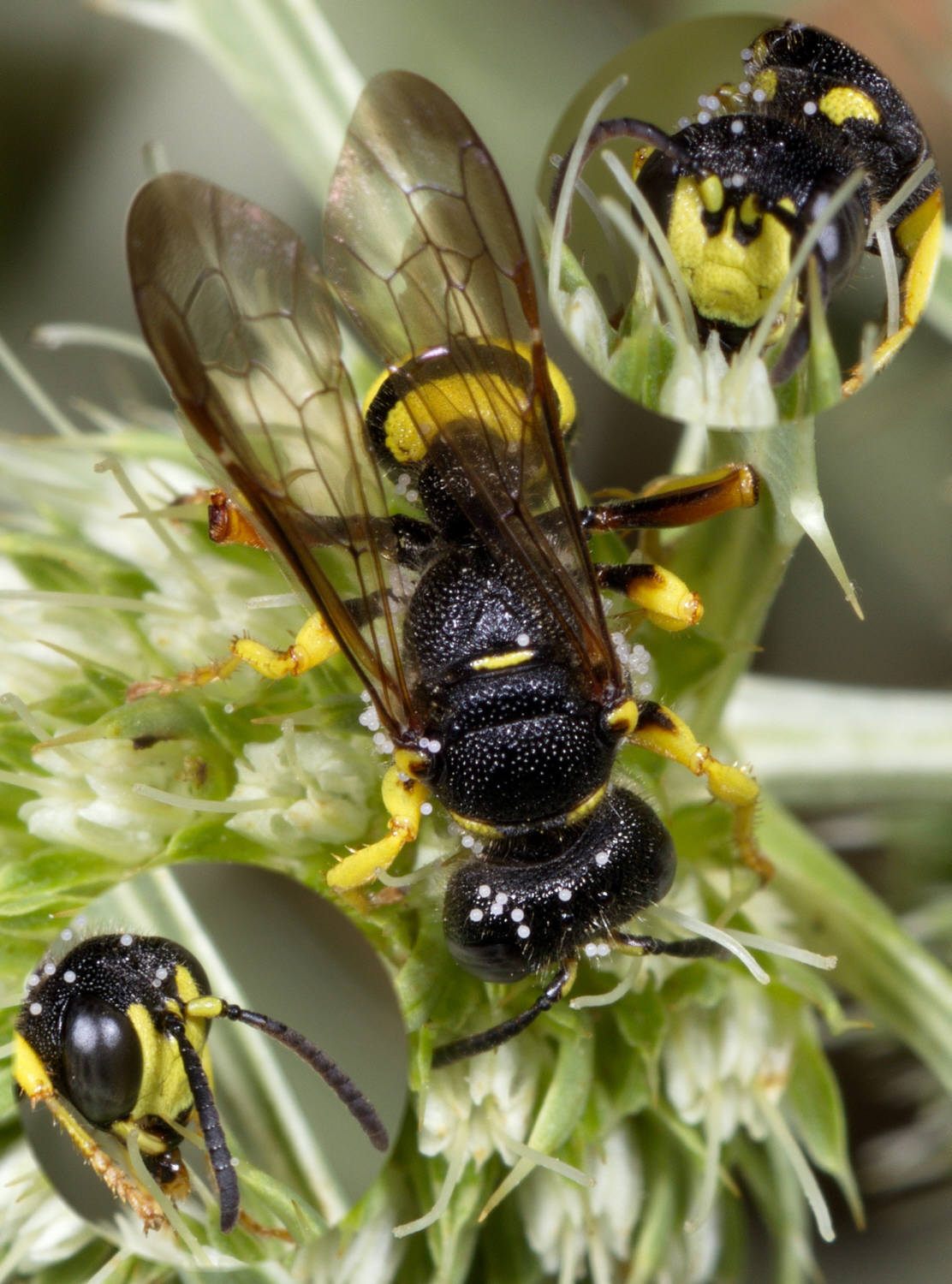 Réf. 220534 — INSECTA > Hymenoptera > Philanthidae > Cerceris rybyensis ...