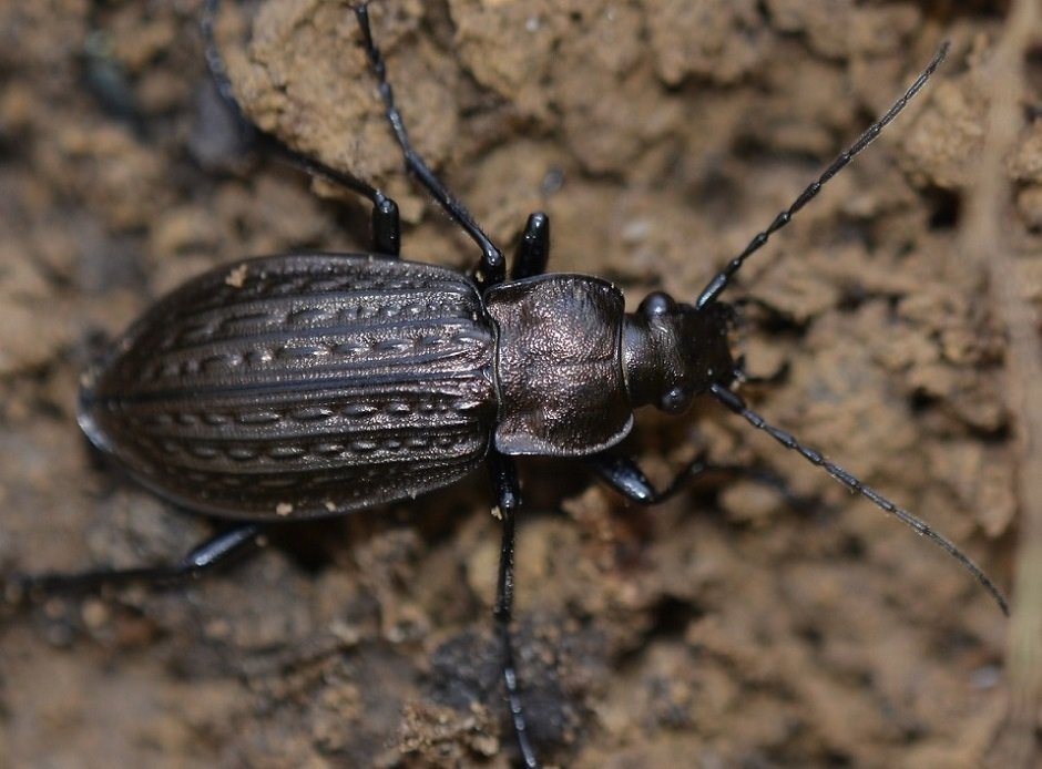 Réf. 220304 — INSECTA > Coleoptera > Carabidae > Carabus (Carabus ...