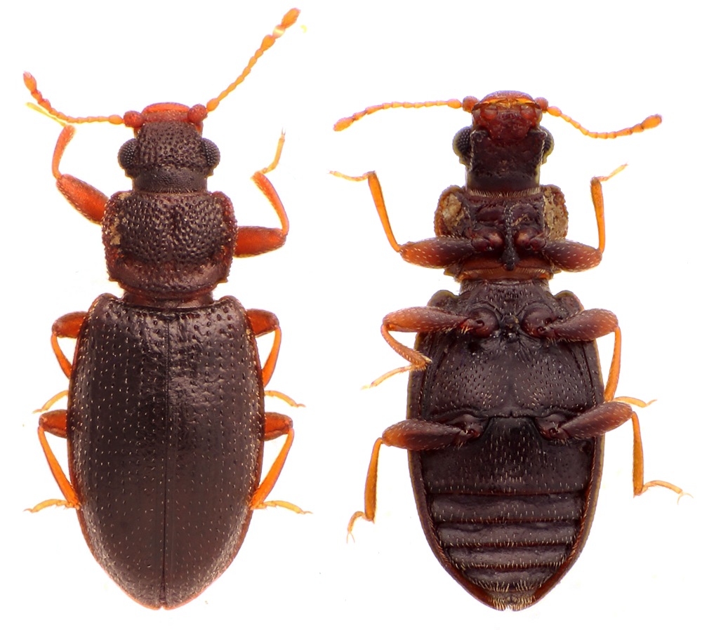 Réf. 220717 — INSECTA > Coleoptera > Latridiidae > Enicmus rugosus ...