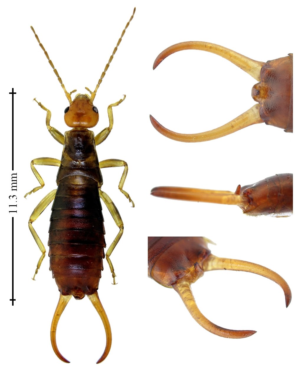 Réf. 220932 — INSECTA > Dermaptera > Forficulidae > Chelidurella ...