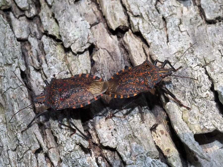 Réf. 221007 — INSECTA > Heteroptera > Pentatomidae > Apodiphus amygdali ...