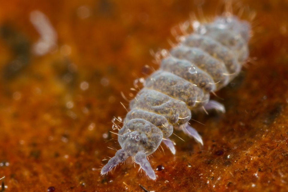 Réf. 221627 — ENTOGNATHA > Collembola > Neanuridae > Neanura muscorum ...