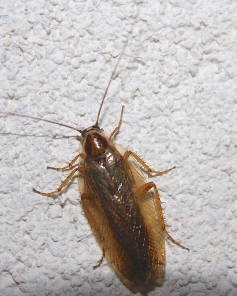 Réf. 221064 — INSECTA > Dictyoptera > Ectobiidae > Ectobius (Ectobius) lucidus - www.galerie ...