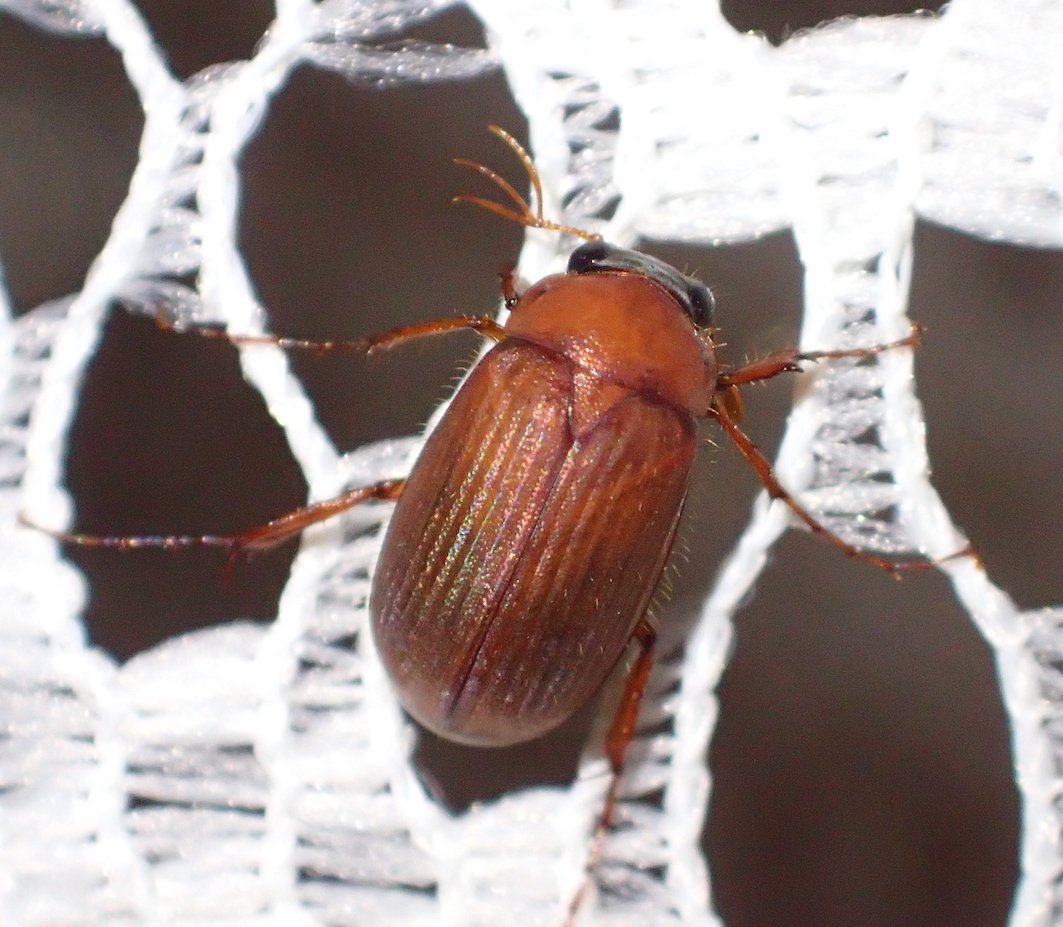 Réf. 221679 — INSECTA > Coleoptera > Scarabaeidae > Serica brunnea ...