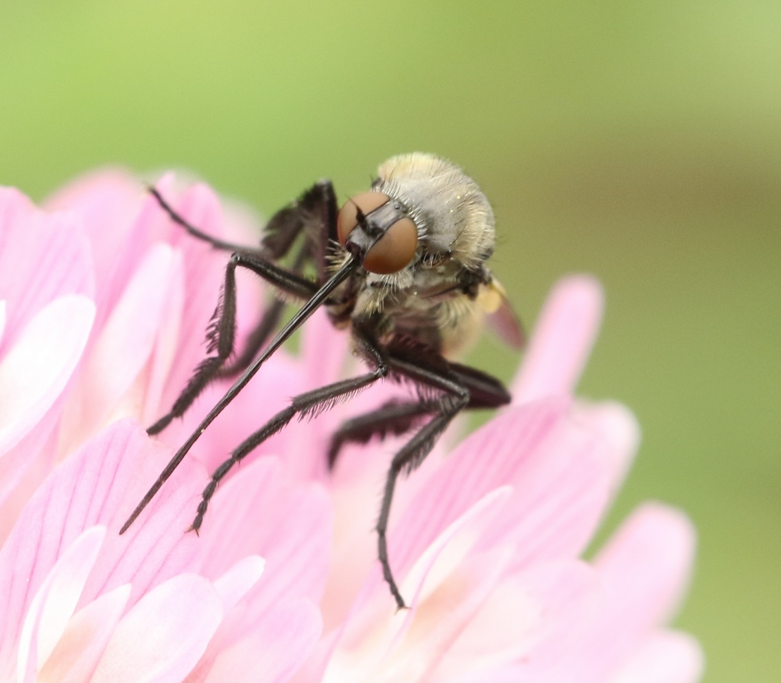 Réf. 222835 — INSECTA > Diptera > Empididae > Empis (Empis) decora ...