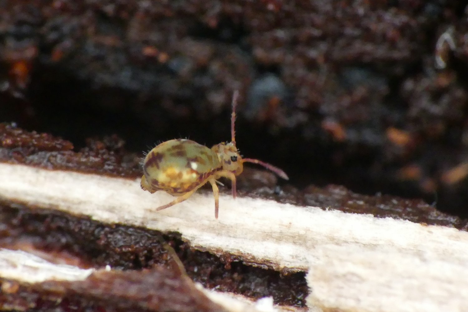 Réf. 222966 — ENTOGNATHA > Collembola > Dicyrtomidae > Dicyrtomina ...